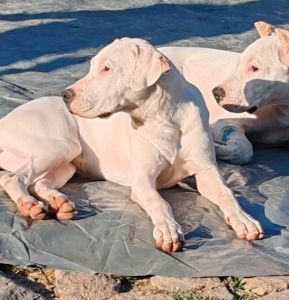 Dogo argentino štenci