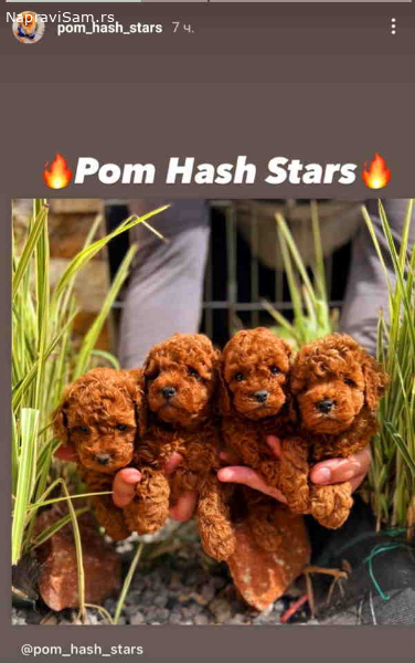 Najlepse bebe teddy bear toy pudle u Pom_Hash_Stars