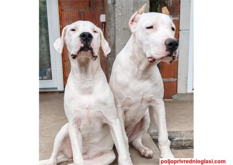 Dogo argentino štenci