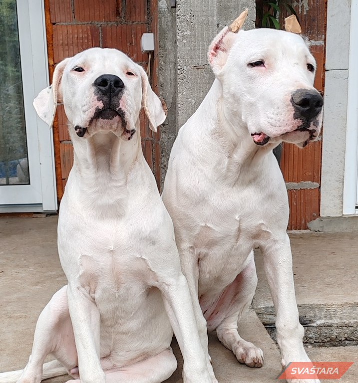 Dogo argentino štenci