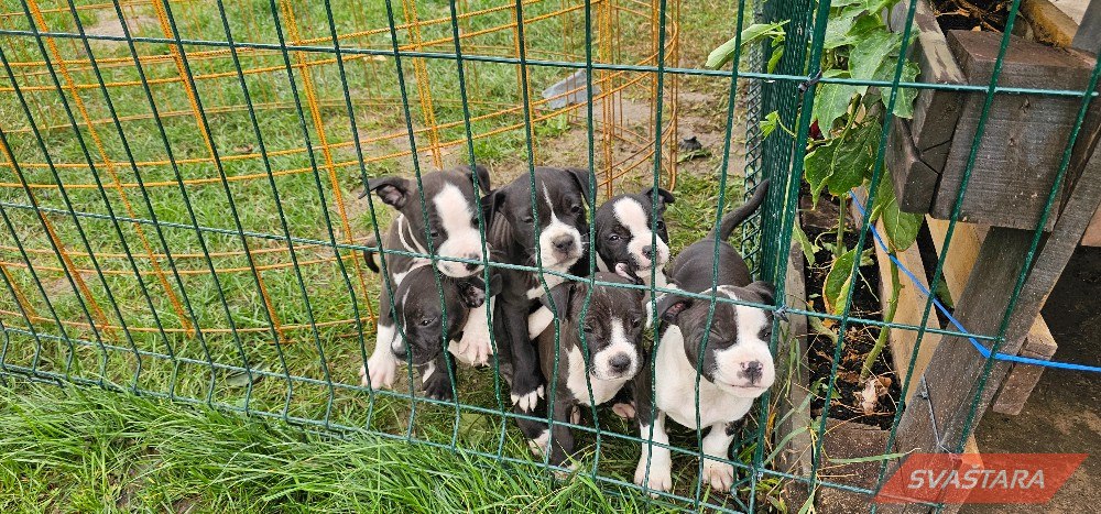 Amercki staffordshire terrier