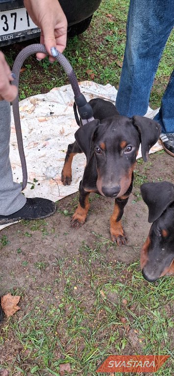 Doberman