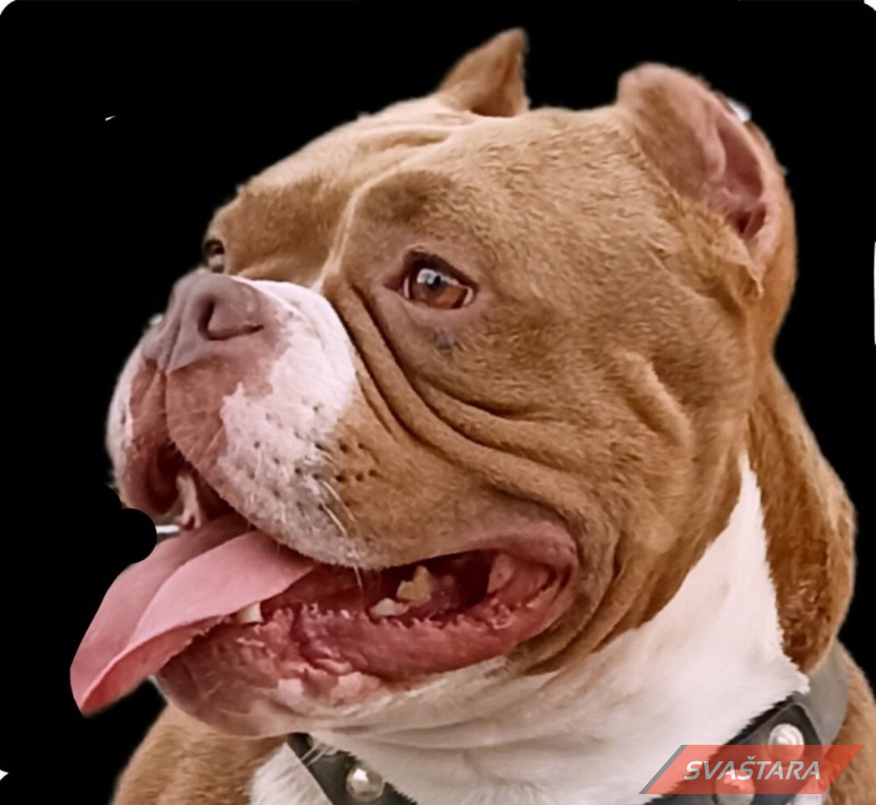 American bully pocket-Zamena