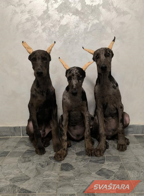 Doberman