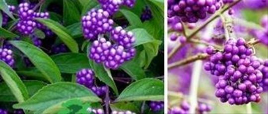 Kalikarpa (Callicarpa bodinieri) sadnice