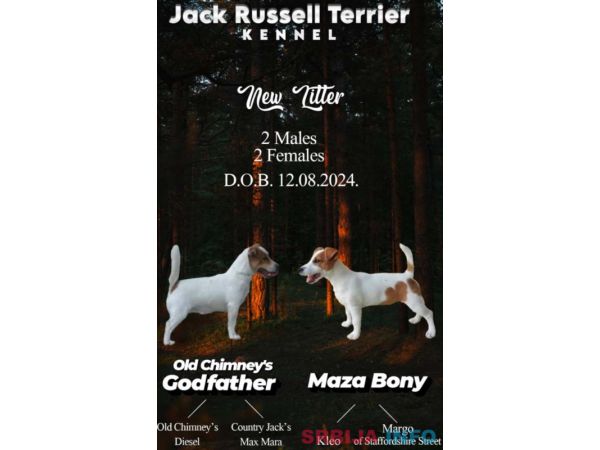 JACK RUSSELL TERIER Tarik i Troja