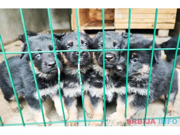 Prodajem vrhunsku štenad Nemačkog ovčara