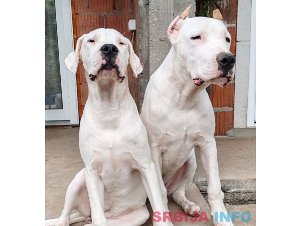 Dogo argentino štenci