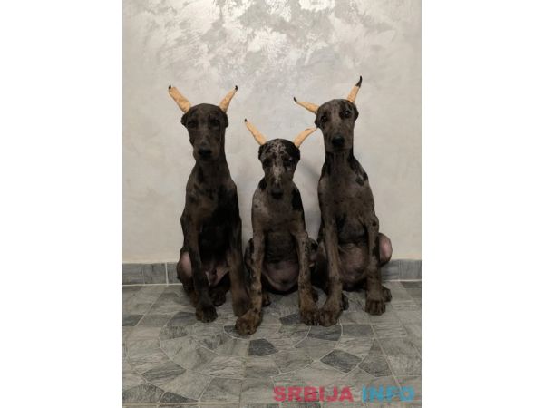 Doberman