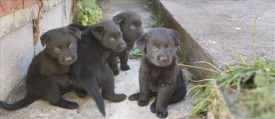 Labrador stenci na poklon ljubiteljima