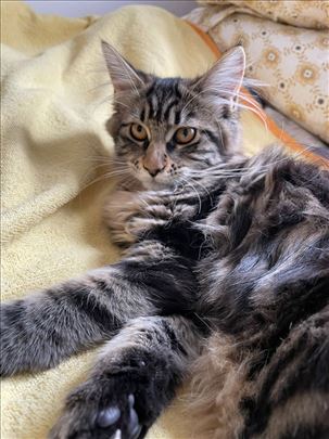 Maine Coon maca Naja