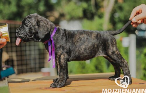 Cane Corso Kane Korso