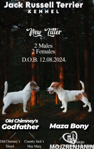 JACK RUSSELL TERIER Tarik i Troja