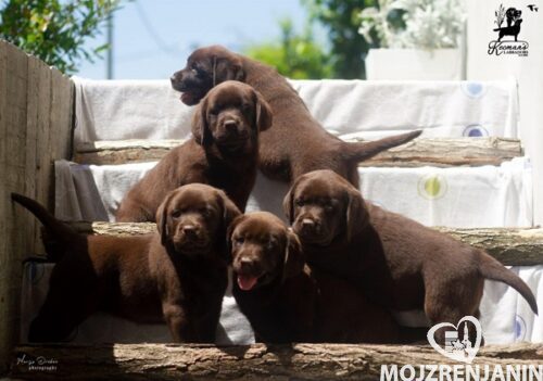 Labrador Retriver štenci, čokoladni