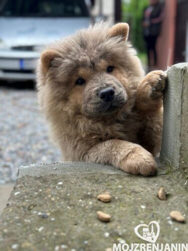 Čau Čau (Chow Chow) žensko štene