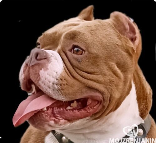 American bully pocket-Zamena