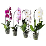 PHALAENOPSIS