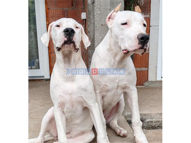 Dogo argentino štenci