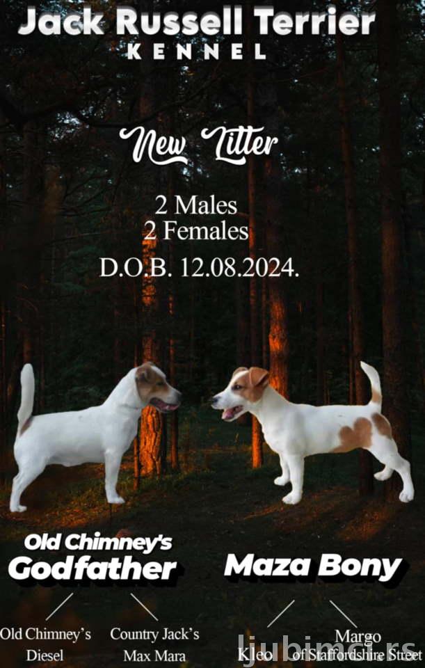 JACK RUSSELL TERIER Tarik i Troja