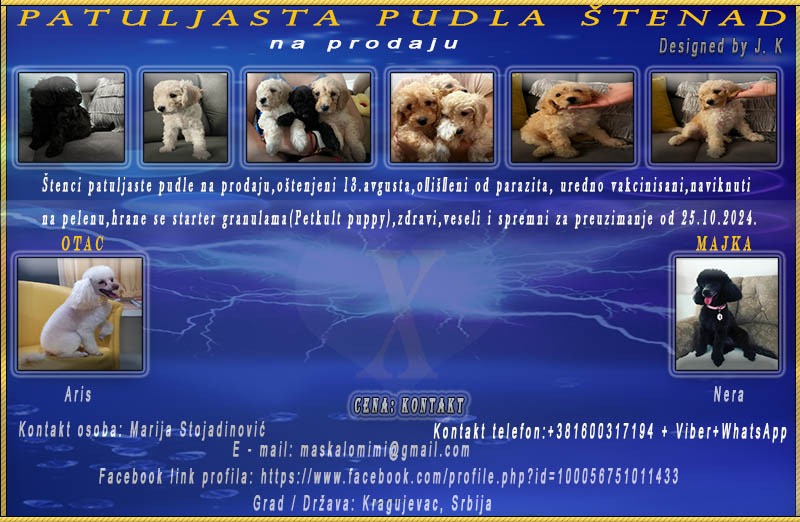 Patuljasta Pudla