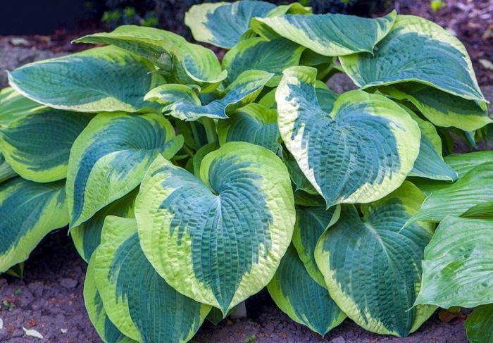 Hosta American Halo - Hosta