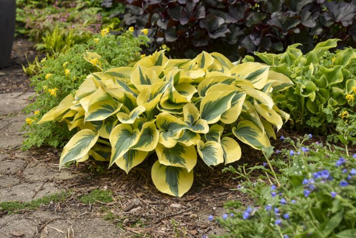 Hosta Autumn Frost - Hosta