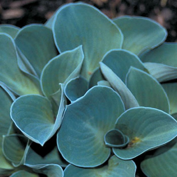 Hosta Blue Mouse Ears - Patuljasta Plava Hosta