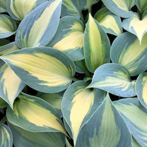 Hosta Dream Queen - Hosta