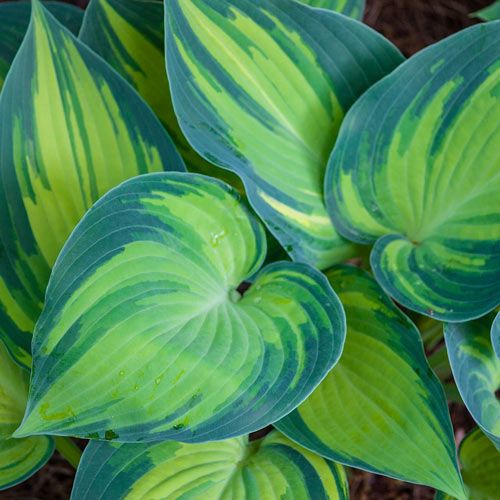 Hosta June - Hosta