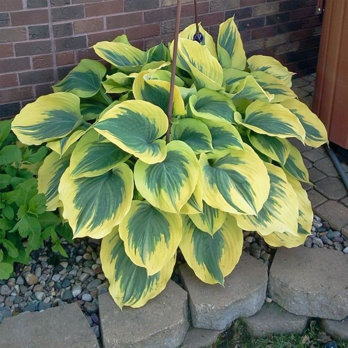 Hosta Liberty - Hosta