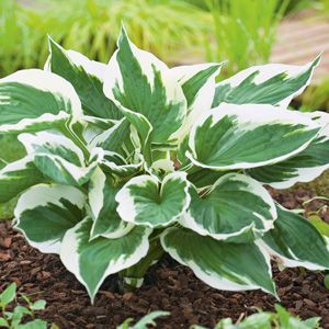 Hosta Minute Man - Hosta