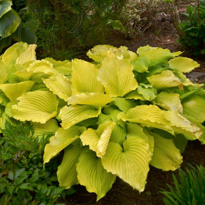 Hosta Shadowland Cost to Cost - Hosta