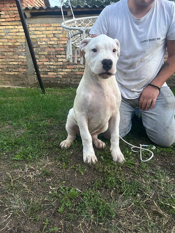 Stenci dogo argentino