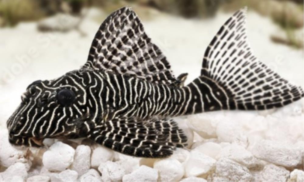 Plecostomus manji (Hypostomus Plecostomus)