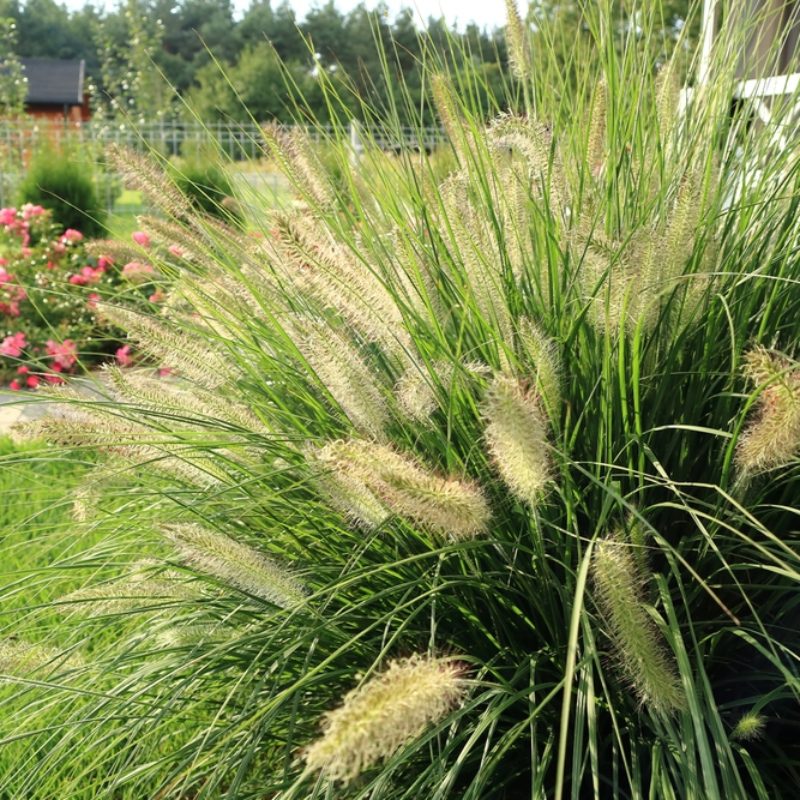 Pennisetum Hameln