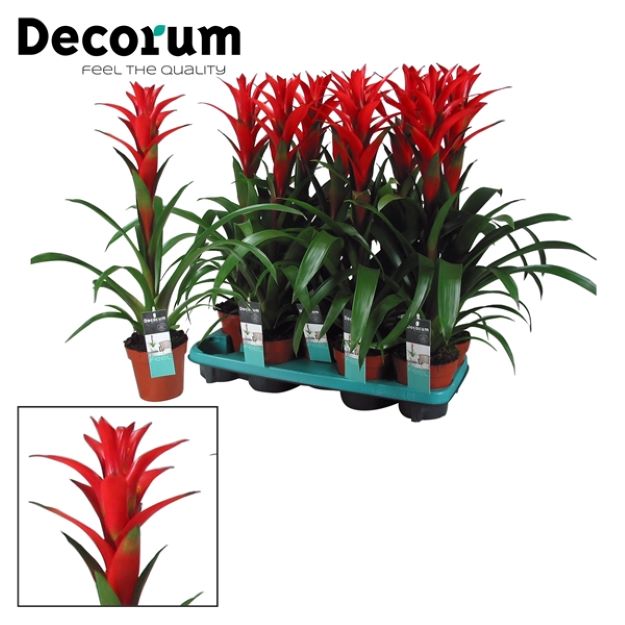 GUZMANIA