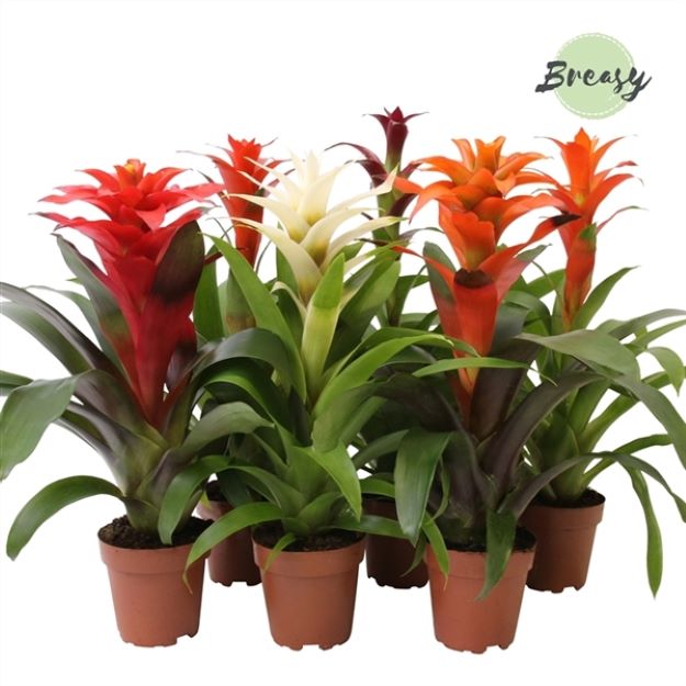 GUZMANIA GEMAND