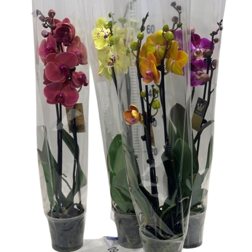 PHALAENOPSIS MIX 120 60CM 2 STEM