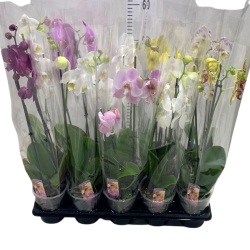 PHALAENOPSIS MIX 55 CM 20FI