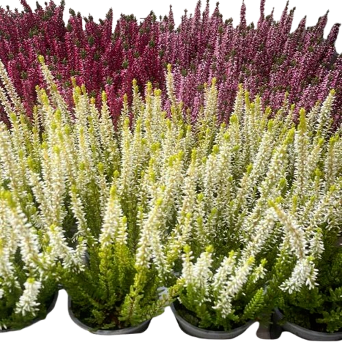 SAKS CALLUNA