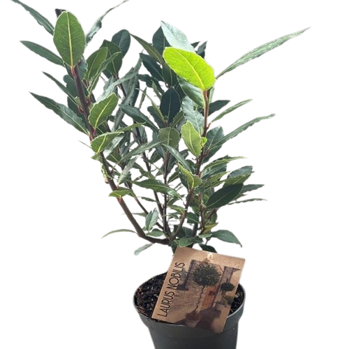 SAKS LAURUS