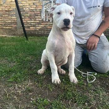 Stenci dogo argentino