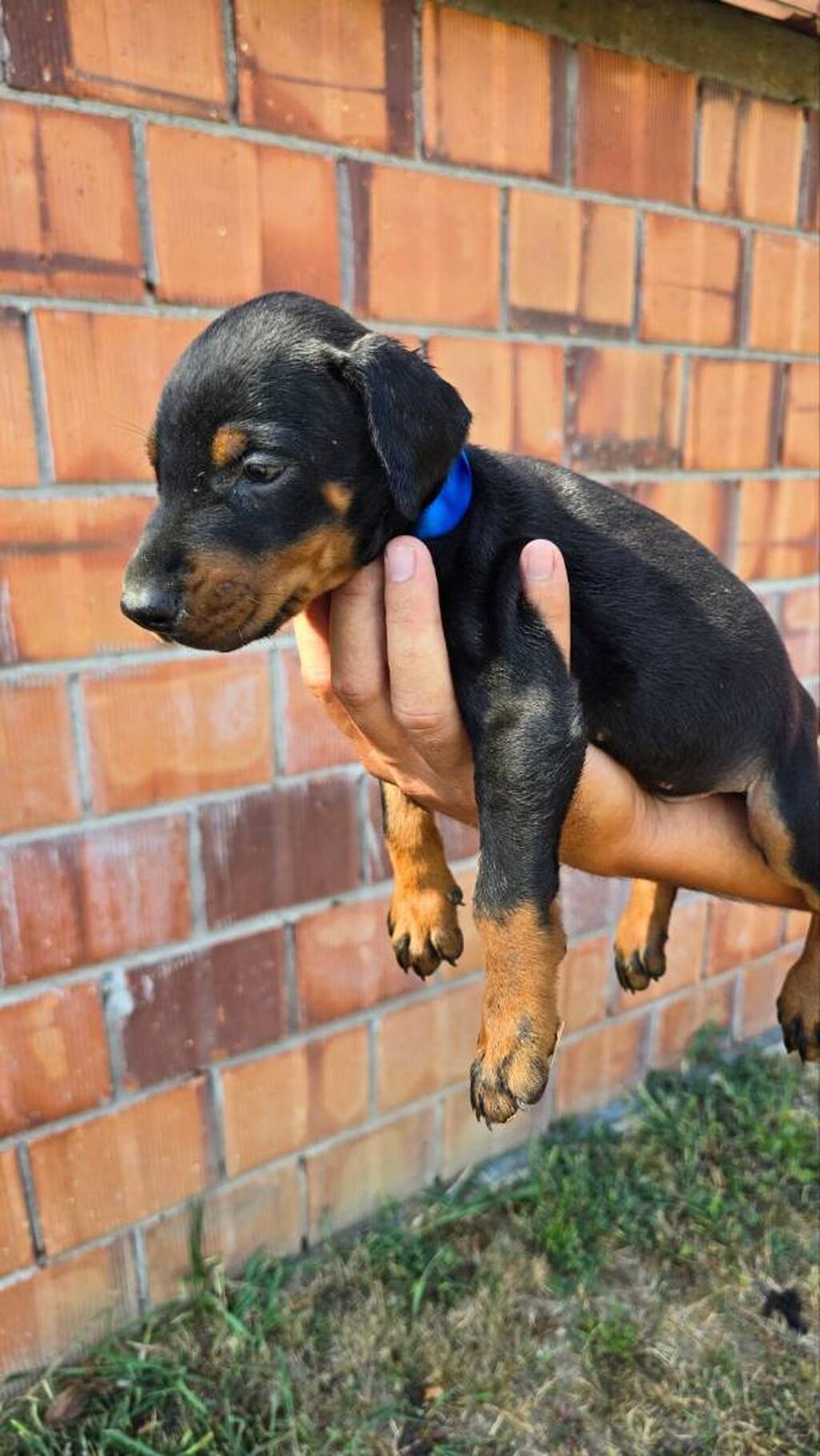 DOBERMAN ŠTENCI Otac VIS -DEL NASI Majka Alma- SCHWARZEN ENGEL