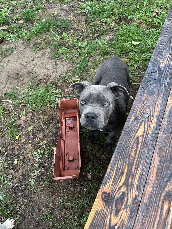 Stene extrem american bully na prodaju, radim zamenu za muzjaka