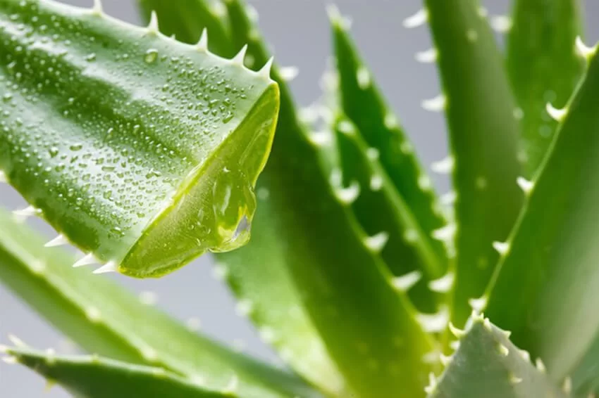 ALOE VERA – ALOJA – Mirisno ulje