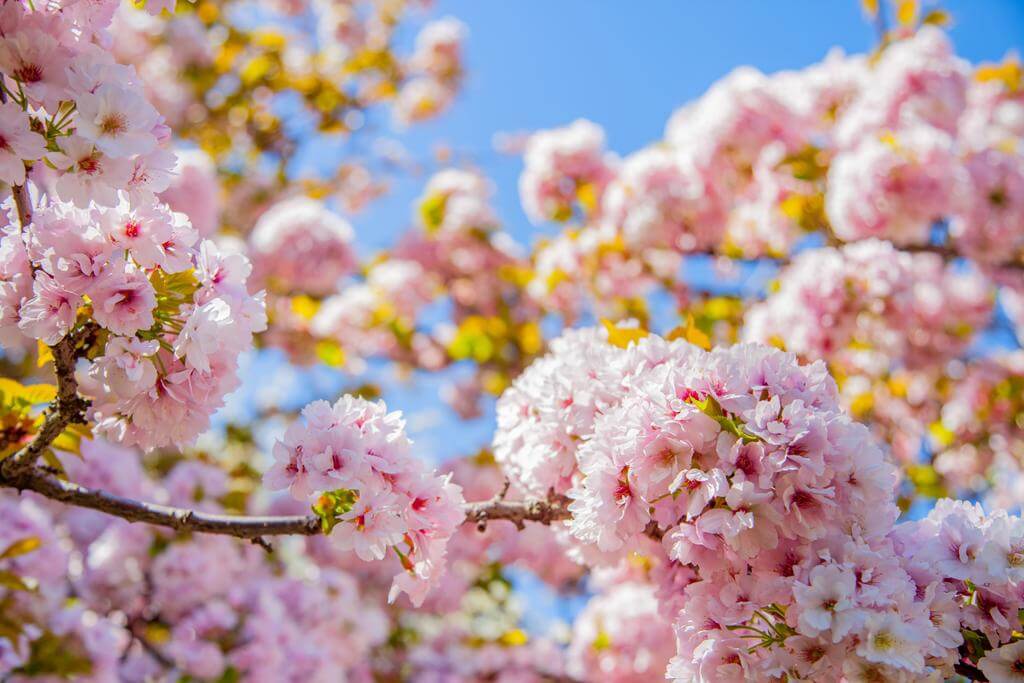 JAPANSKA TREŠNJA – SAKURA – Mirisno ulje