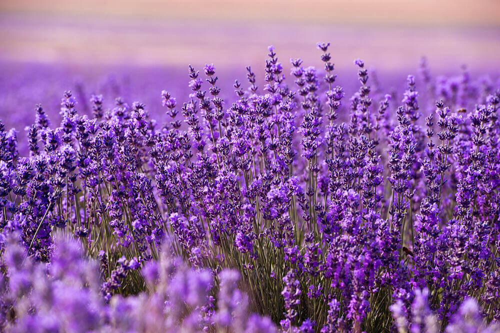 LAVANDA – Mirisno ulje