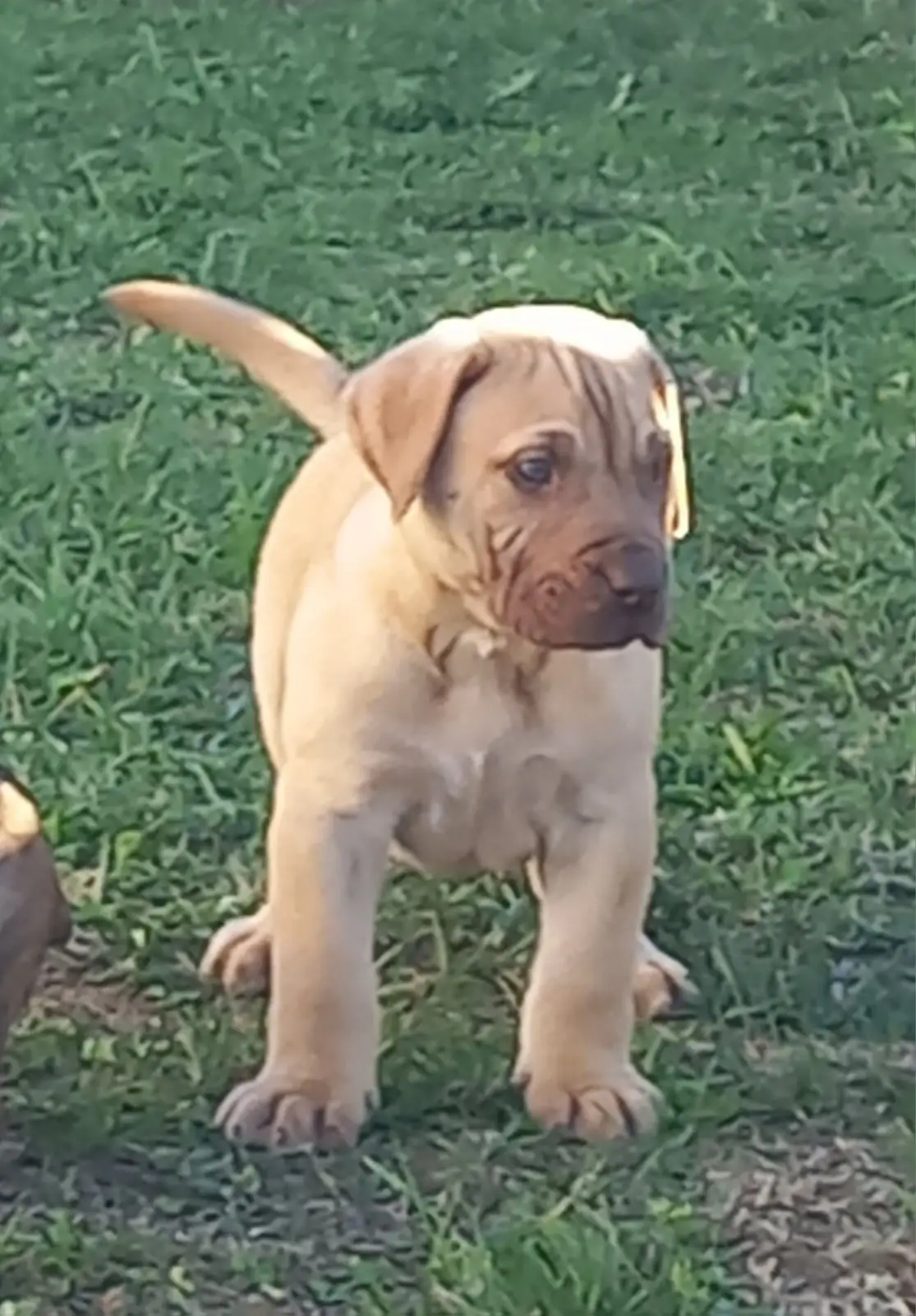 Presa Canario prelepi štenci