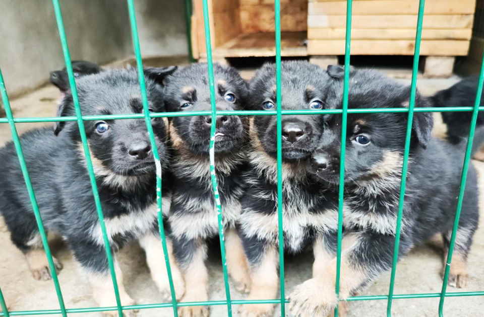 Prodajem vrhunsku štenad Nemačkog ovčara šampionskog porekl