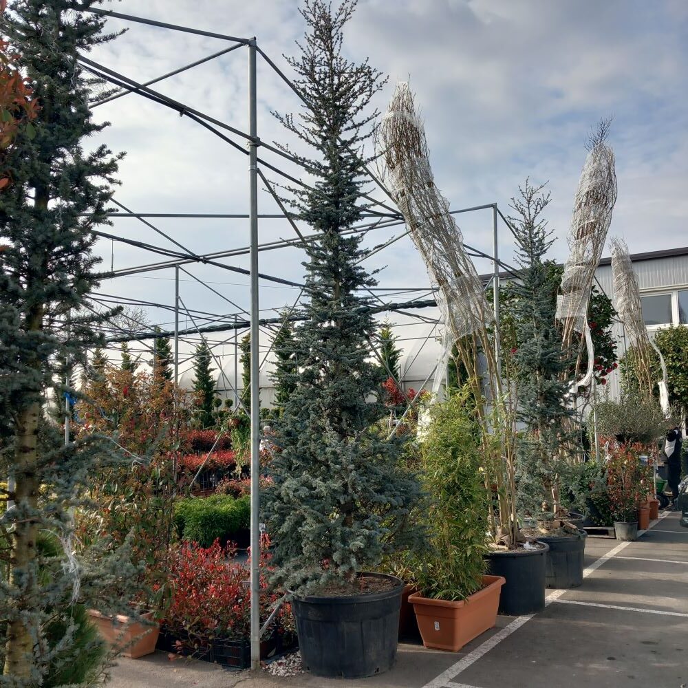 Cedrus atlantica glauca 400 cm